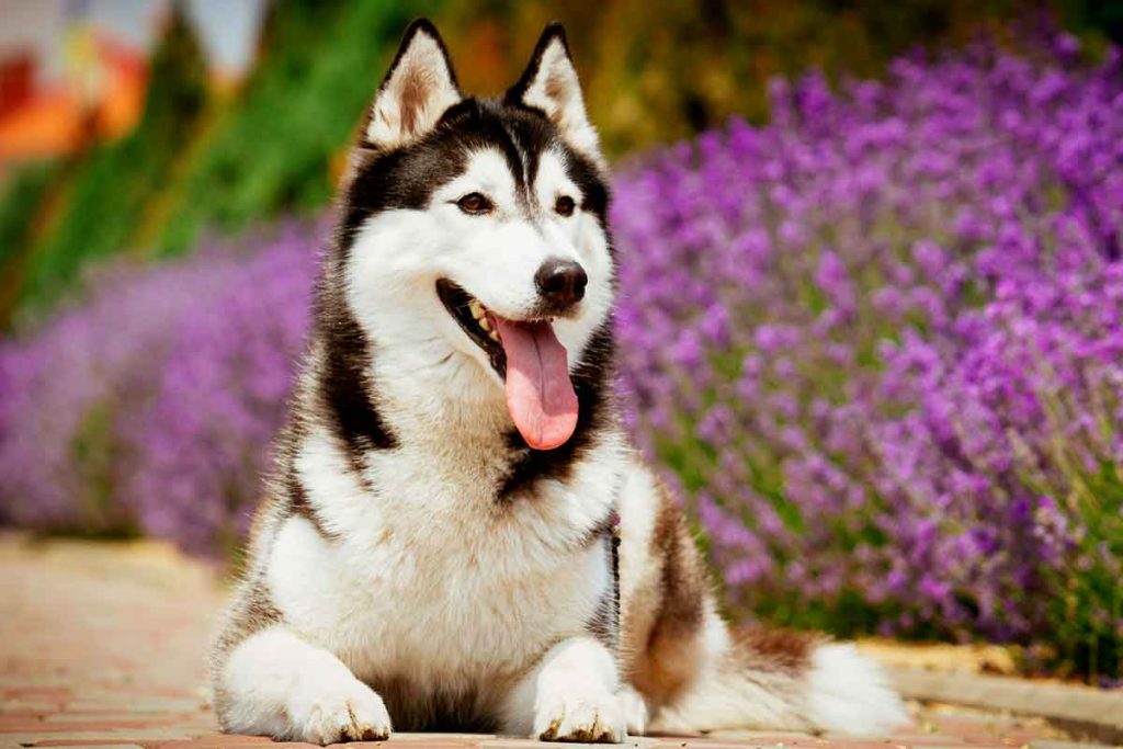Husky: Discover the Majestic and Loyal Companion for a Joyful Life ...