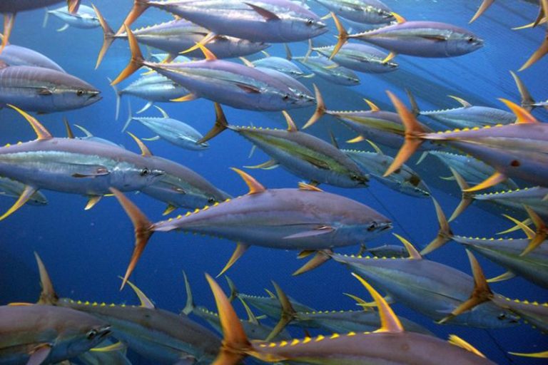 Yellowfin Tuna: The Swift and Versatile Predator of the Seas