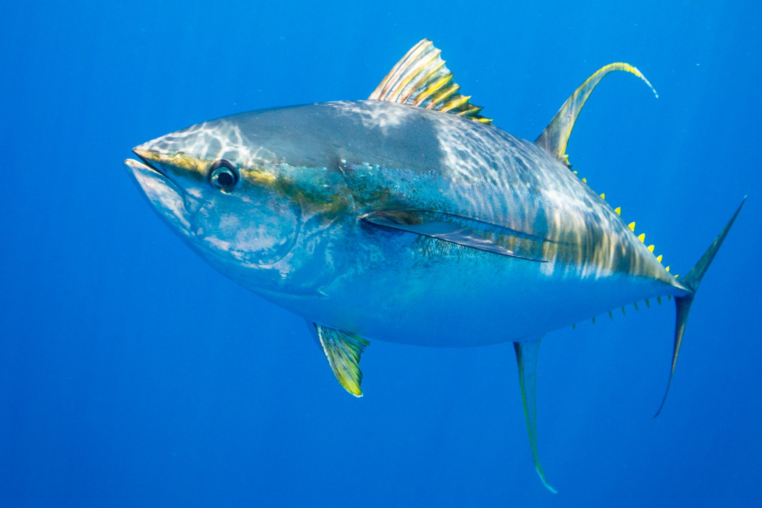 Yellowfin Tuna: The Swift and Versatile Predator of the Seas
