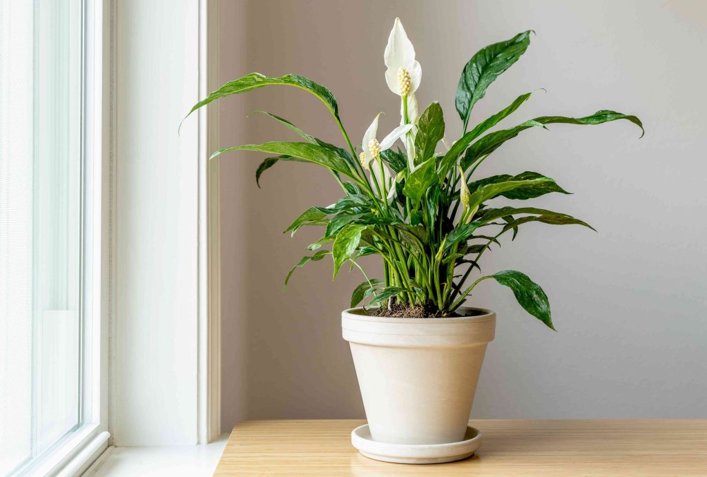 Peace Lily: 2 Tanaman Hias Cantik yang Menyegarkan